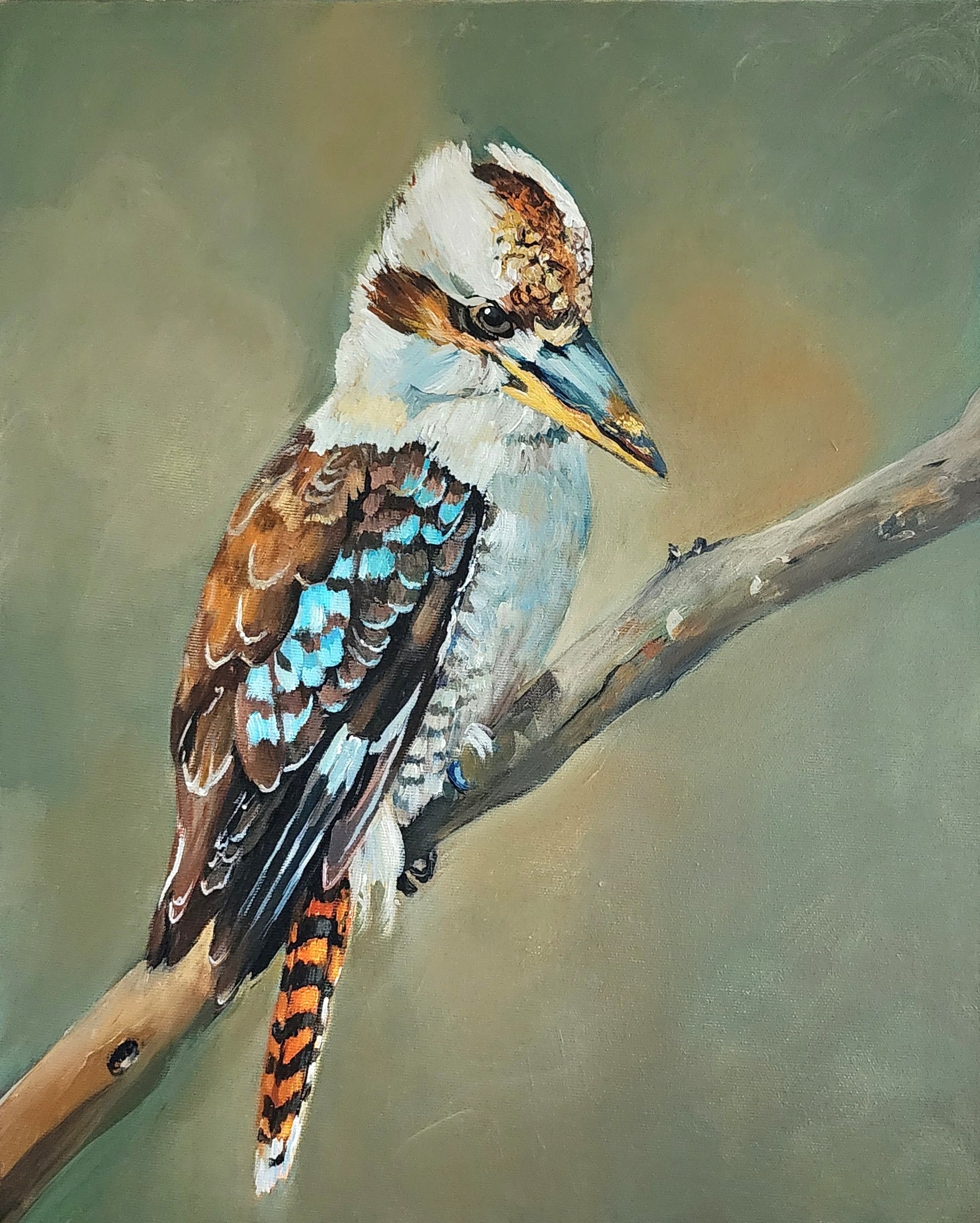 Susan Trudinger - Perching Kookaburra